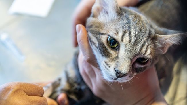 Cat sedatives: Vet's guide to uses and sedating at home | PetsRadar