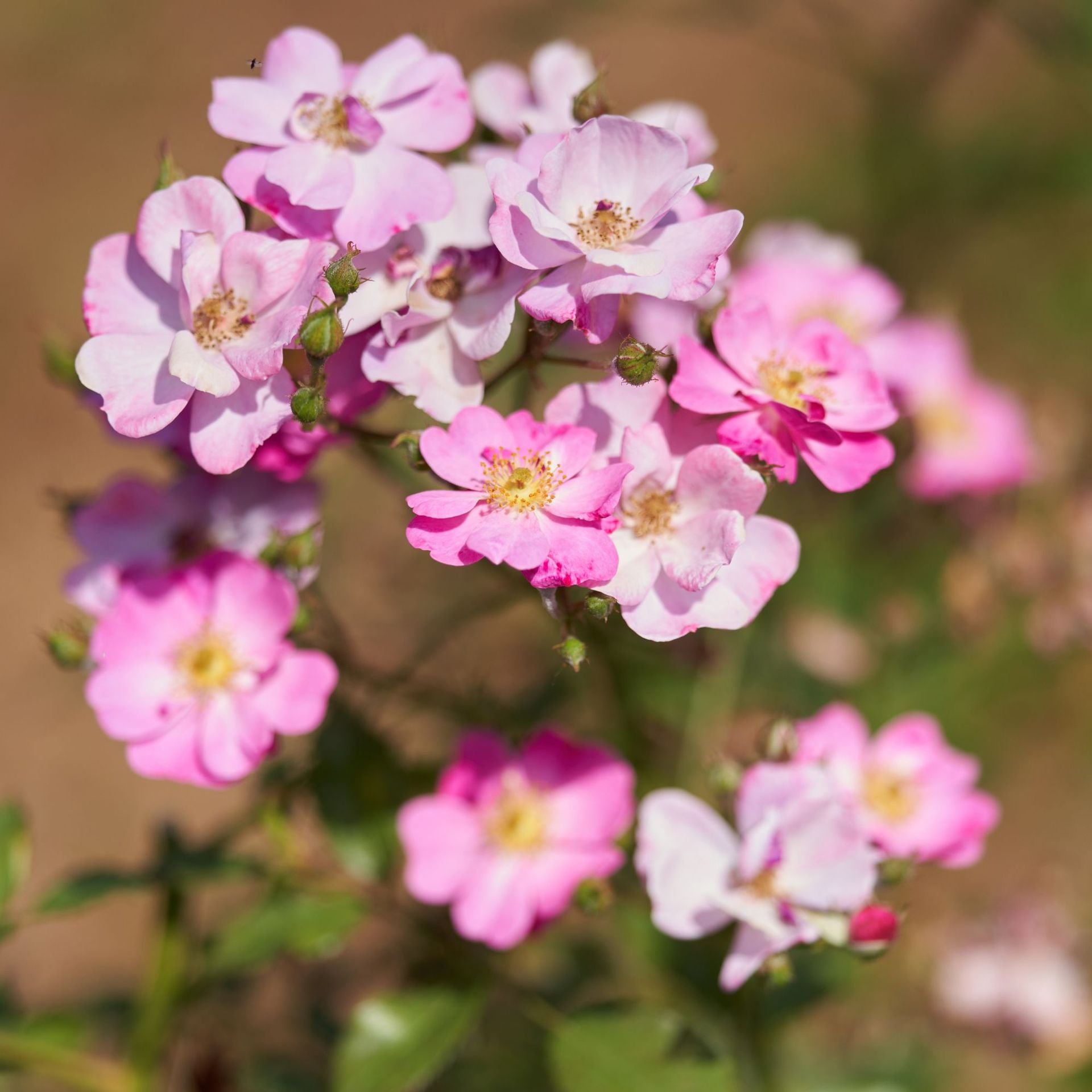 5 best roses for a small garden, according to experts | Ideal Home