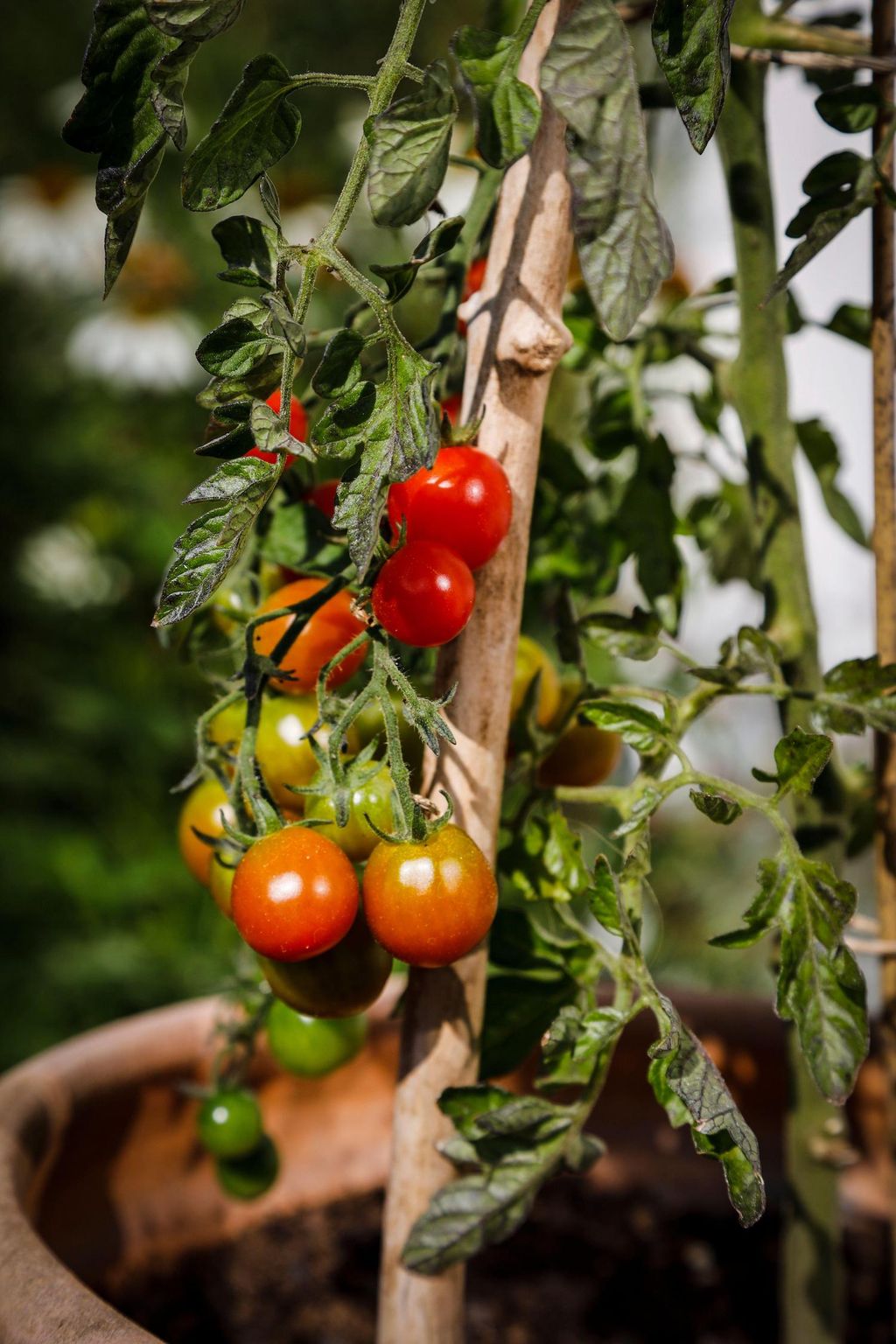 10 best vegetables to grow in pots - easy edible crops | Livingetc