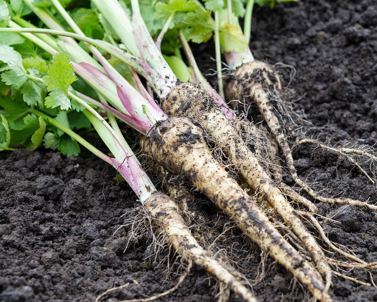 Vegetable planting calendar: a monthly guide for your plot | Gardeningetc