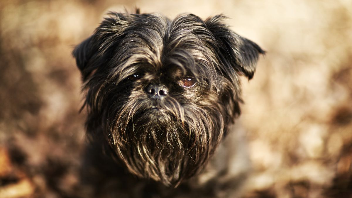 High-maintenance dog breeds: Is your dog a diva? | PetsRadar