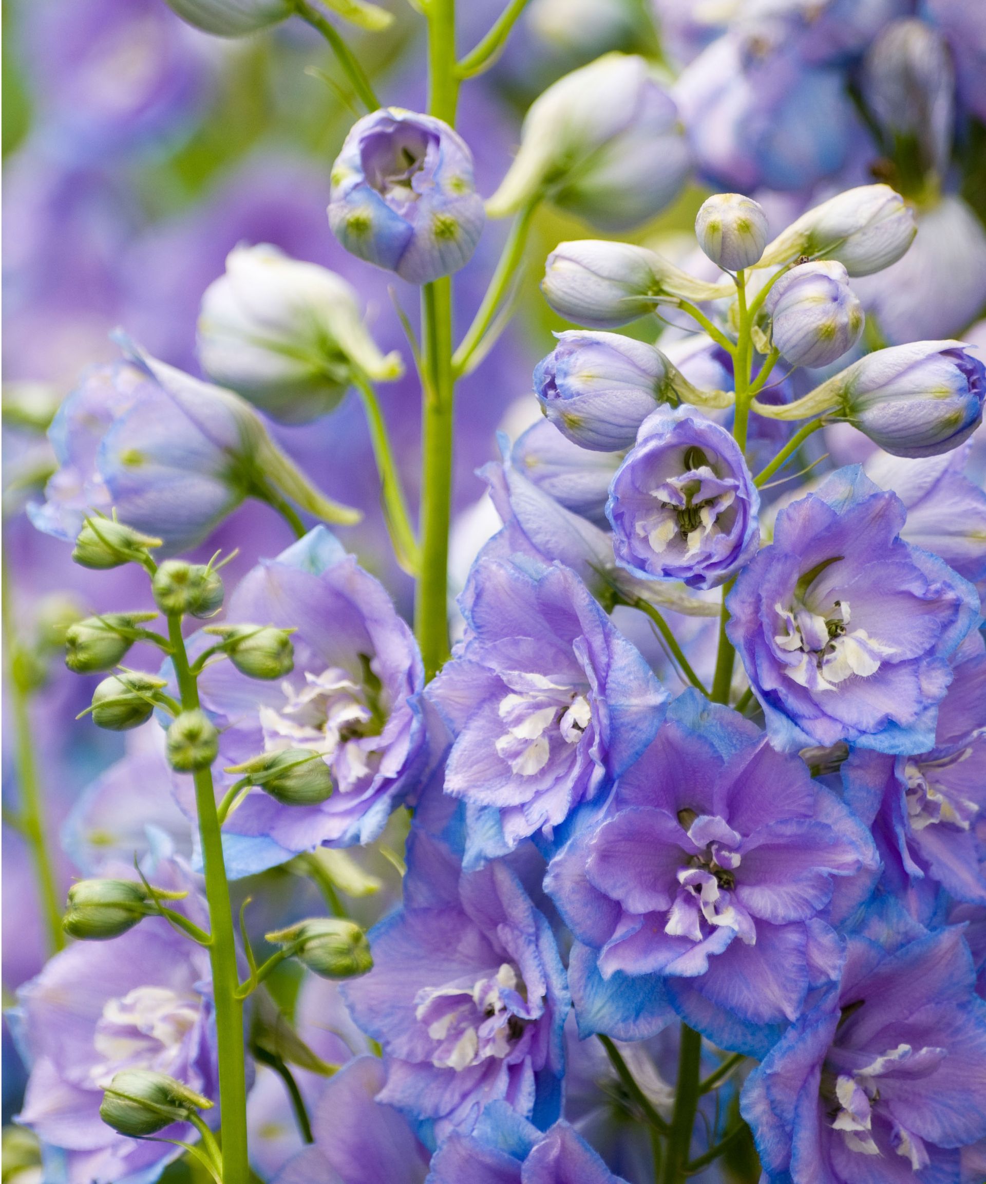 Types of delphiniums: 14 beautiful varieties for your yard | Homes and ...