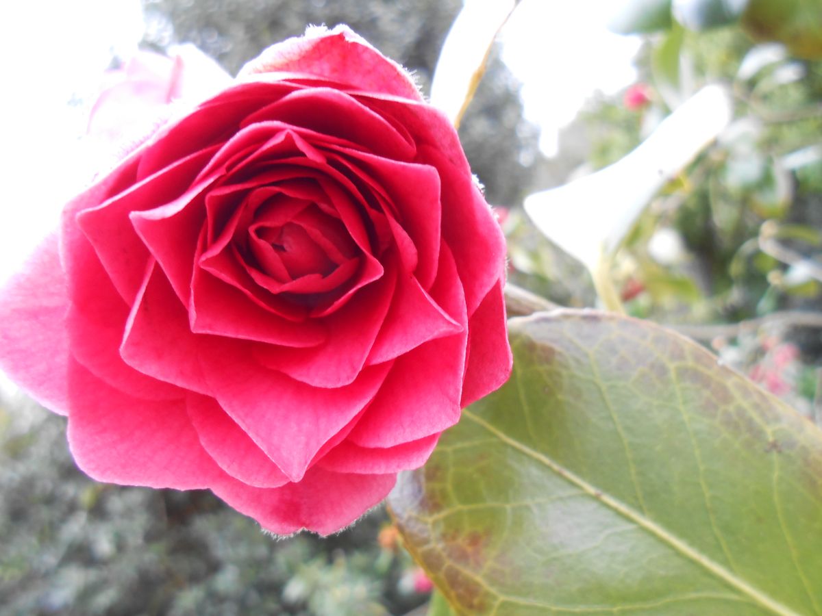 Sample images - Nikon Coolpix S4300 review - Page 5 | TechRadar