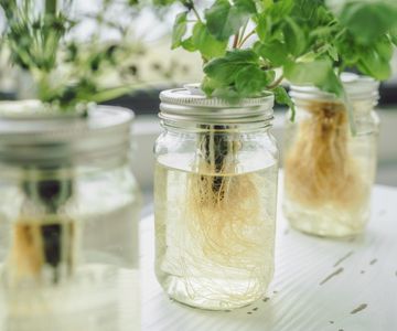 What is the Kratky method? Experts explain | Homes and Gardens