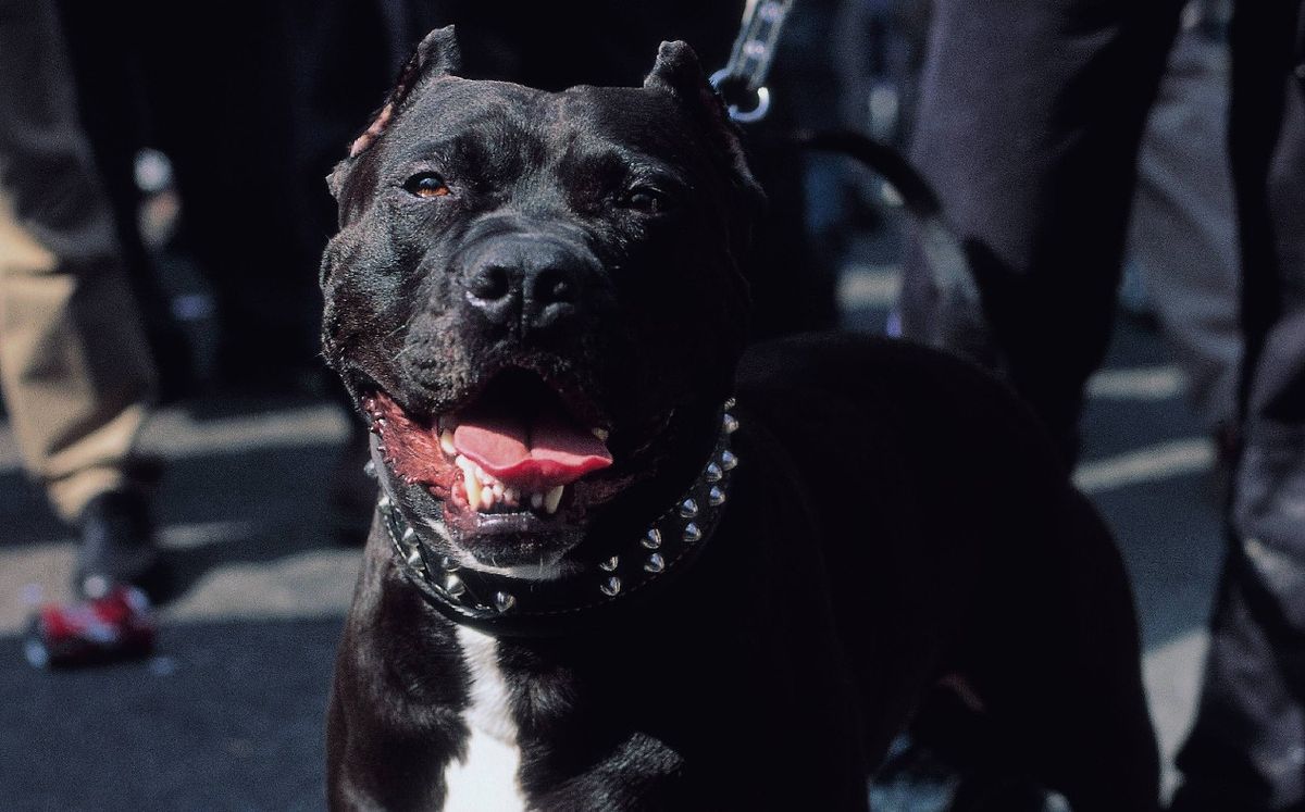 The recent rise in fatal dog attacks | The Week