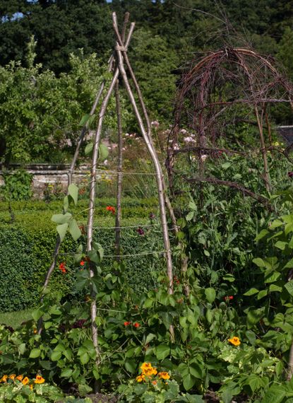 20 trellis ideas – to support plants and add structure to your yard ...
