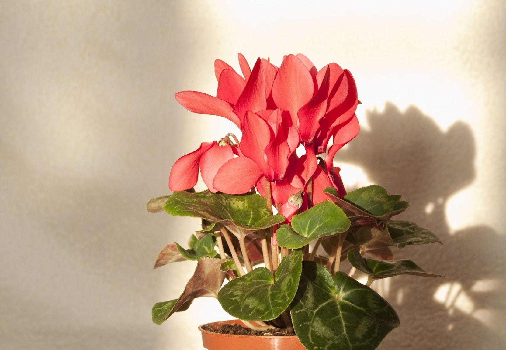 Drooping Cyclamen Plants - Reasons And Fixes For Droopy Cyclamen ...