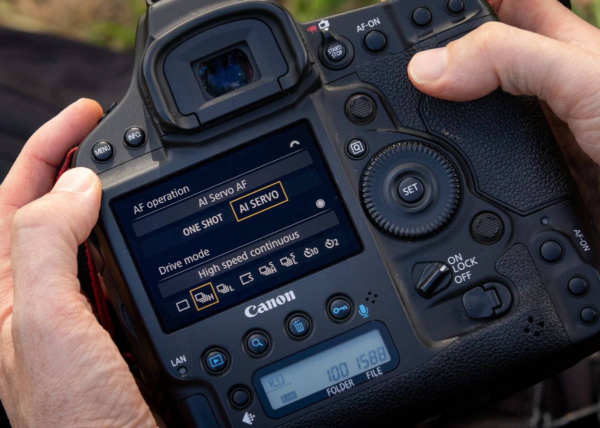 10 pro photography tips for better animal portraits at wildlife ...