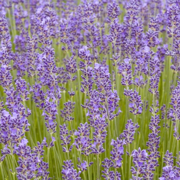 Tips & Information about Lavender | Gardening Know How