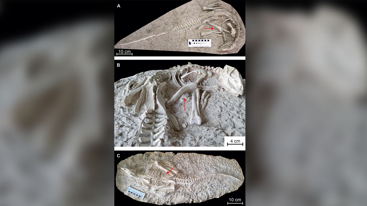New 'eternal sleeper' dinosaur species was entombed while still alive ...