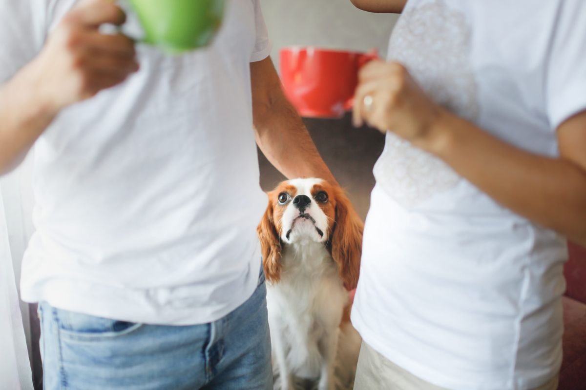 'My dog doesn't like my husband. What can I do?' — Expert trainer Ben ...