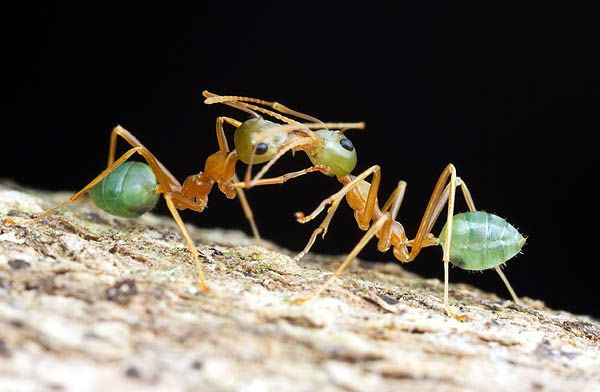 Image Gallery: Ants of the World: Page 2 | Live Science