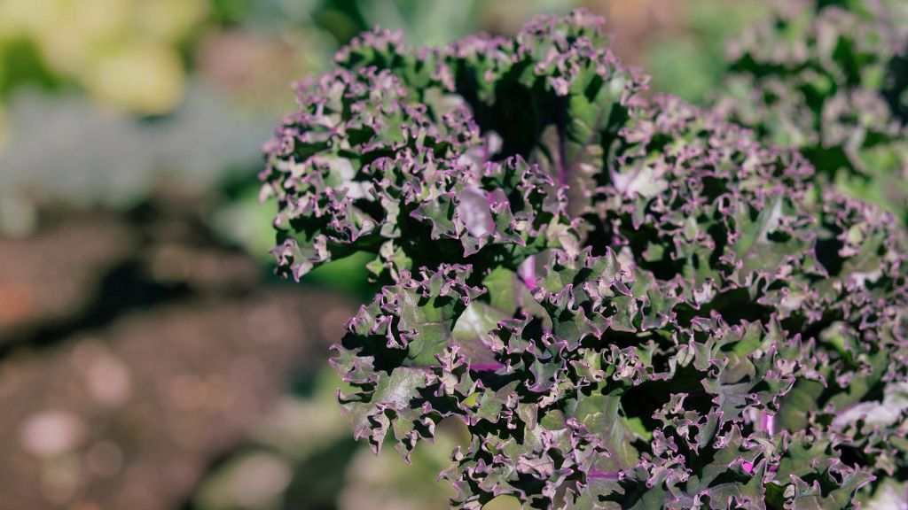 History Of Russian Red Kale | Gardening Know How
