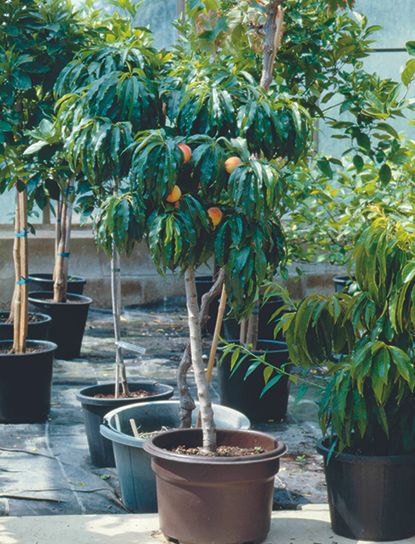 The best fruit trees for small gardens | GoodtoKnow