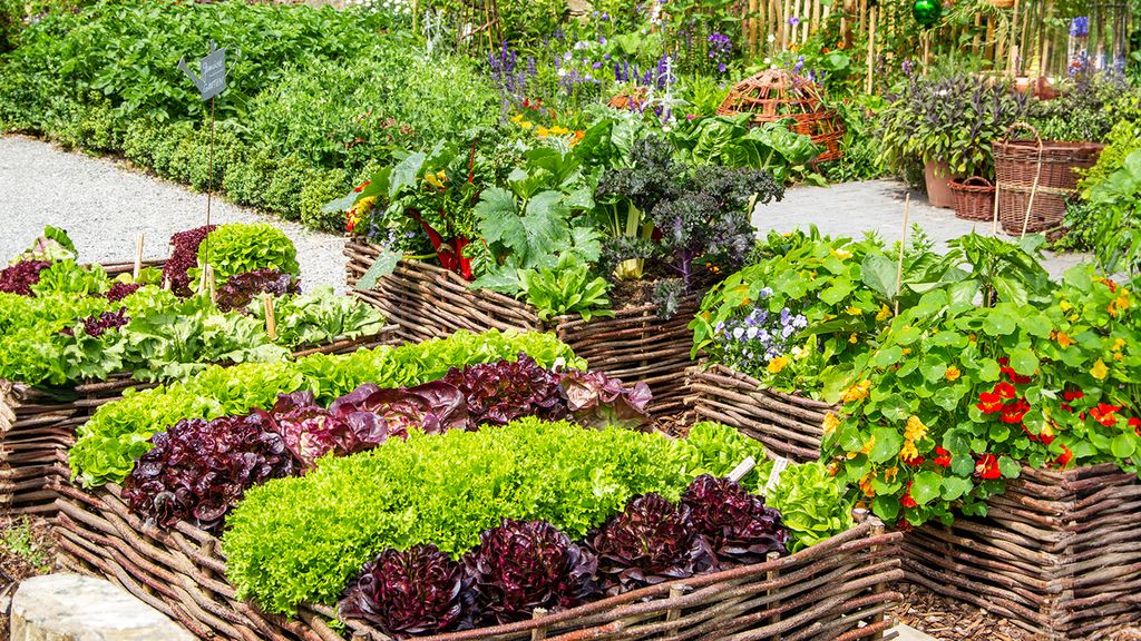 10 Vegetables to Plant in October for a Bumper Harvest | Gardening Know How