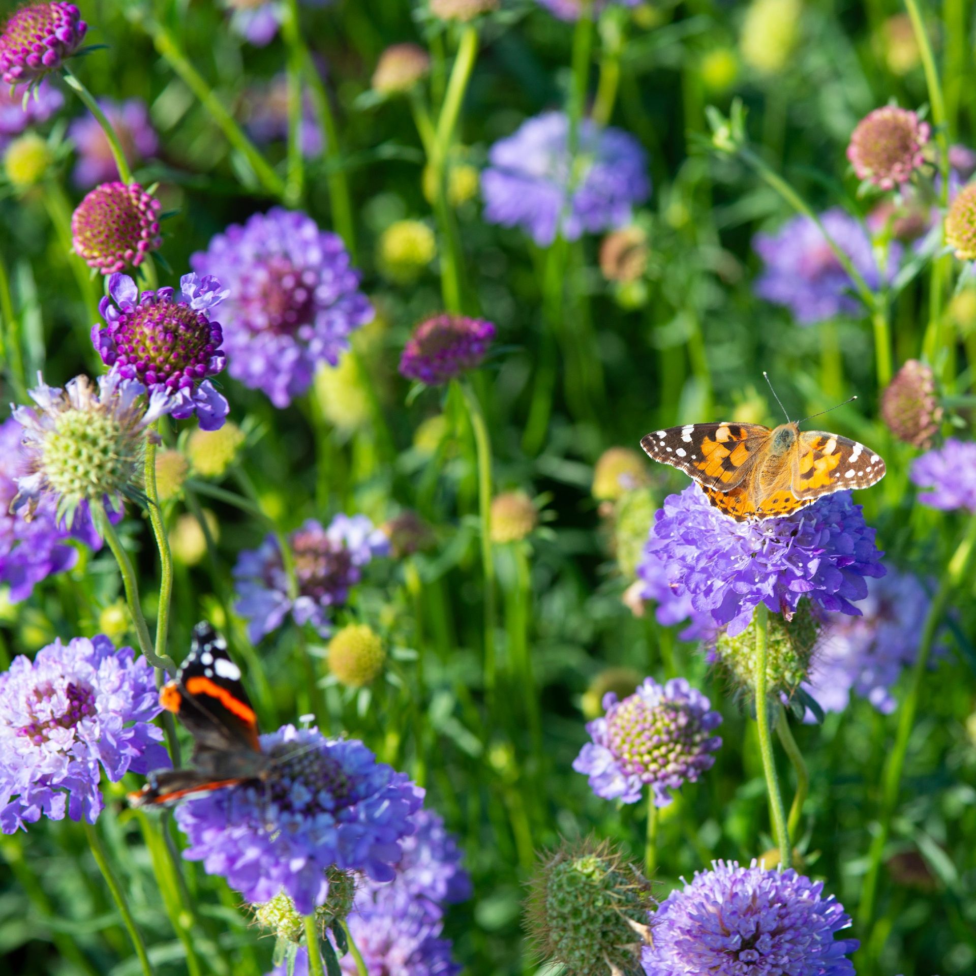 What to plant in July – expert growing tips for vegetables and flowers ...