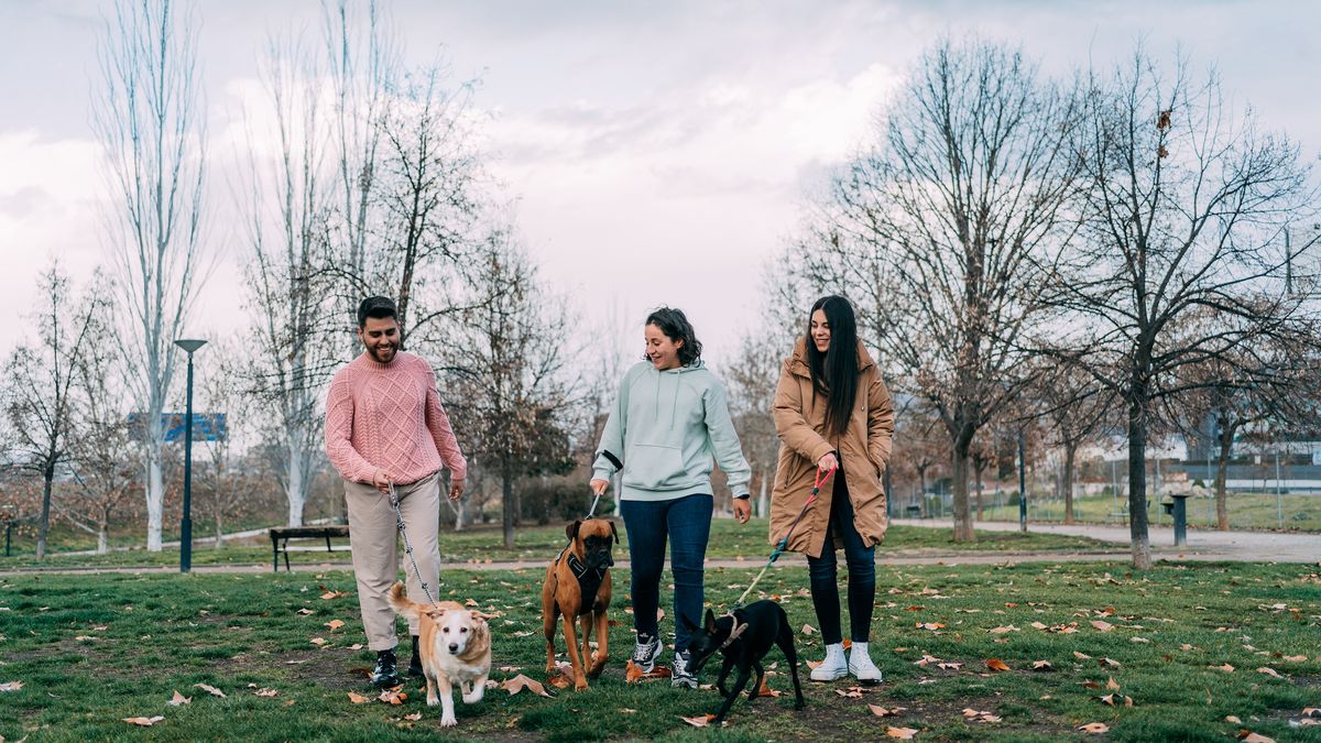 32 best things about owning a dog | PetsRadar