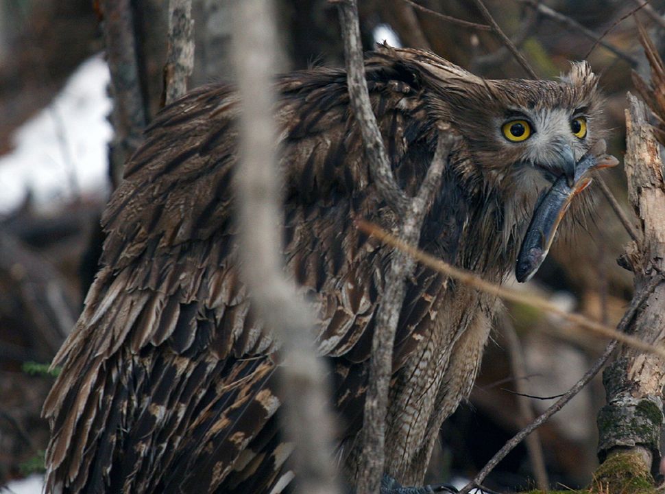 Bad Omen or Wise Advisor? Evocative Owls Star in Photos | Live Science
