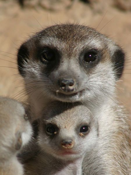 Hunting 101: Meerkats Teach Scorpion Dismemberment | Live Science