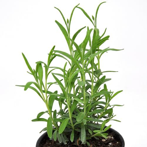 What Are the Different Types of Lavender? 5 Main Varieties | Livingetc