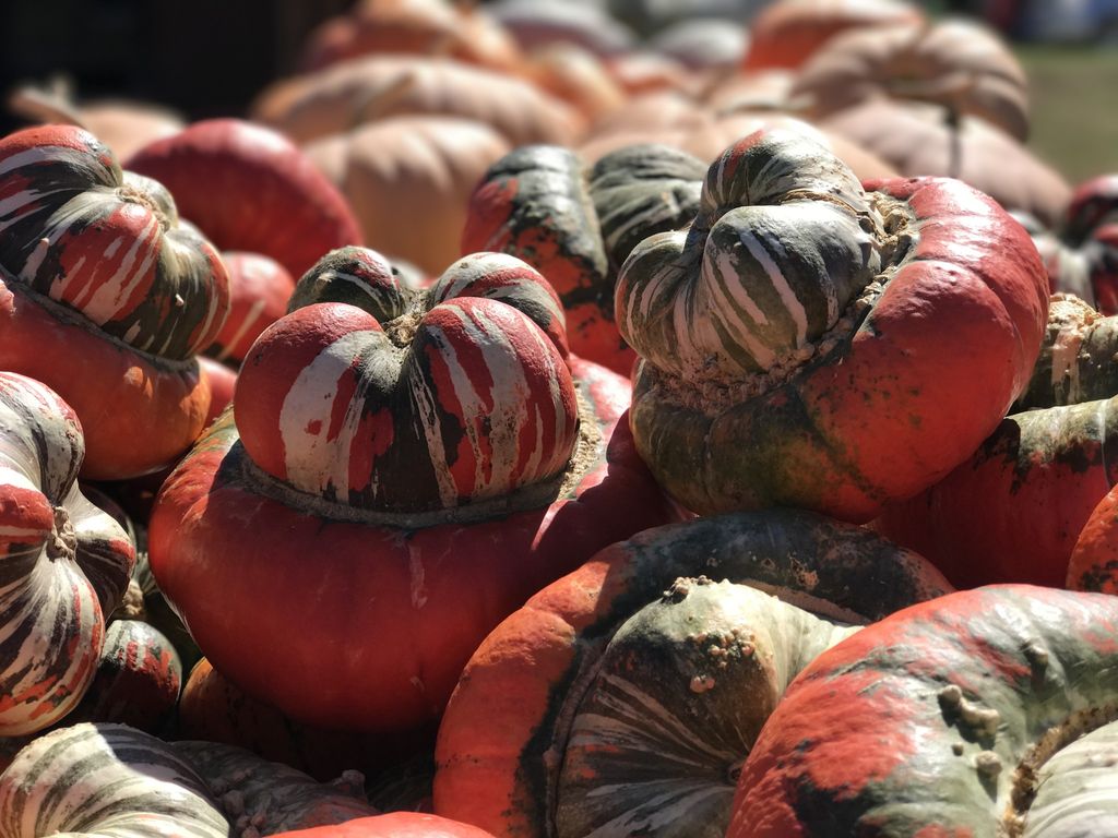 iPhone 7 Portrait Mode review: Magic in its imperfections | iMore