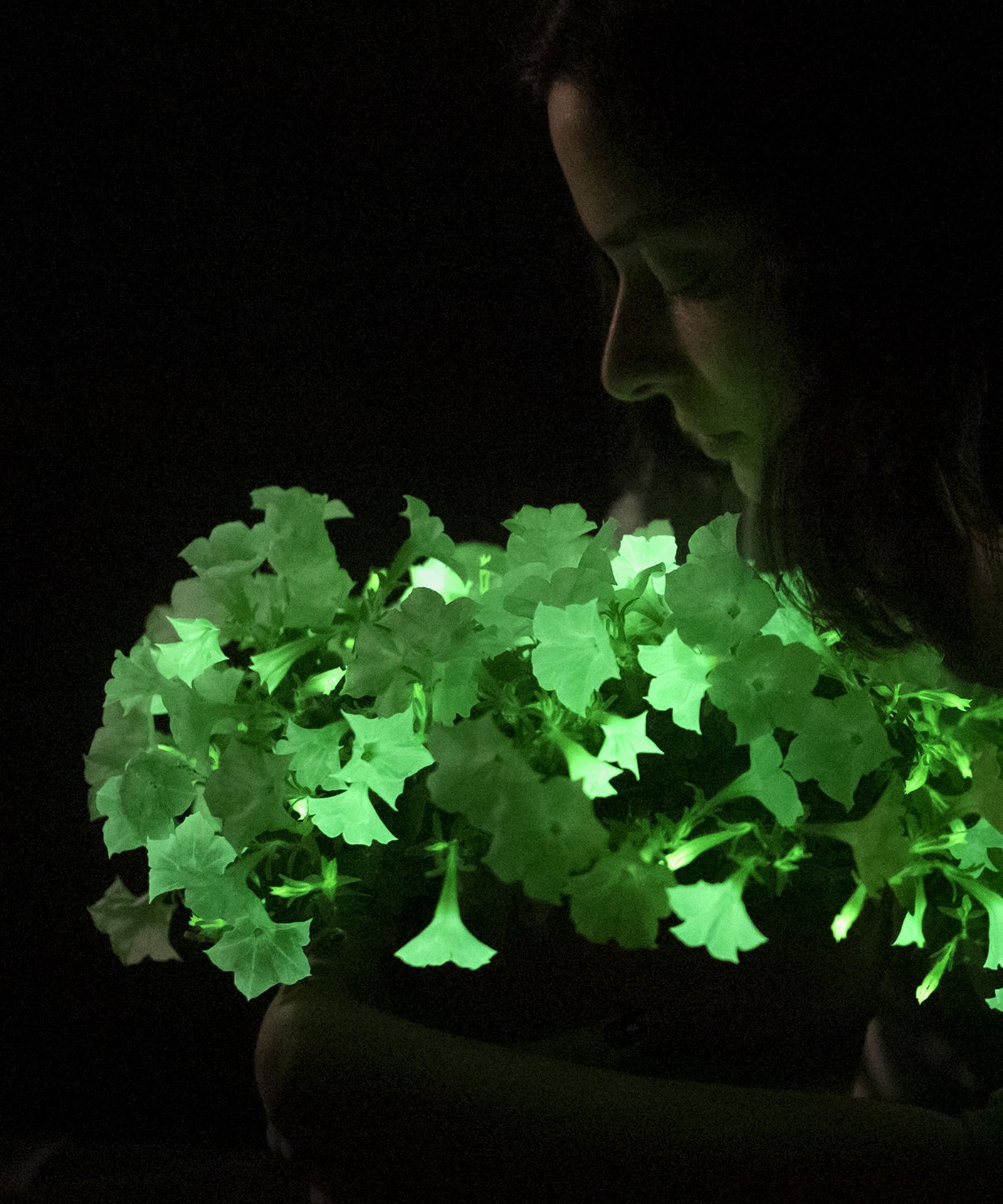 Glowing petunias now available at 200 in-person US retailers | Homes ...