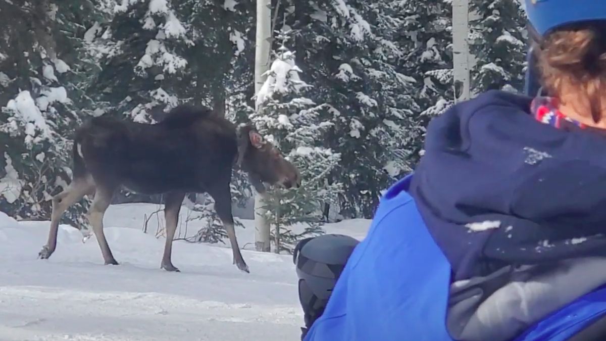 Skiers have close encounter with mama moose on newly-opened terrain ...