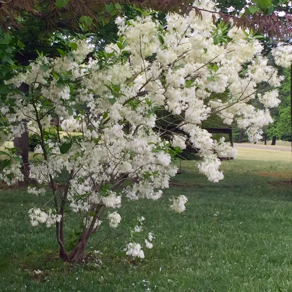 Fringe Tree Care - Tips On Planting A Fringe Tree In The Landscape ...
