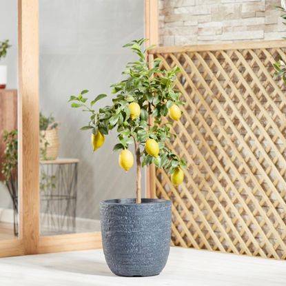 The B&Q lemon tree is the perfect alt to The Range's viral tree | Ideal ...