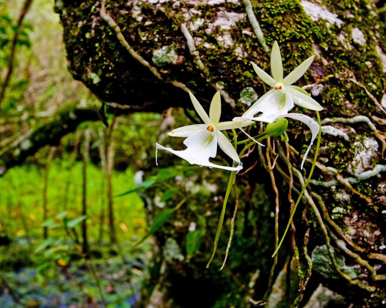 Ghost Orchid: How To Grow This Rare & Beautiful Flower | Gardening Know How