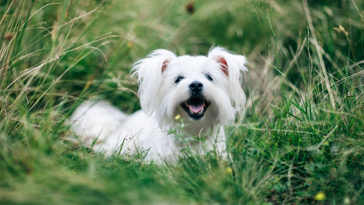 Bichon Frise vs Maltese: What's the difference? | PetsRadar