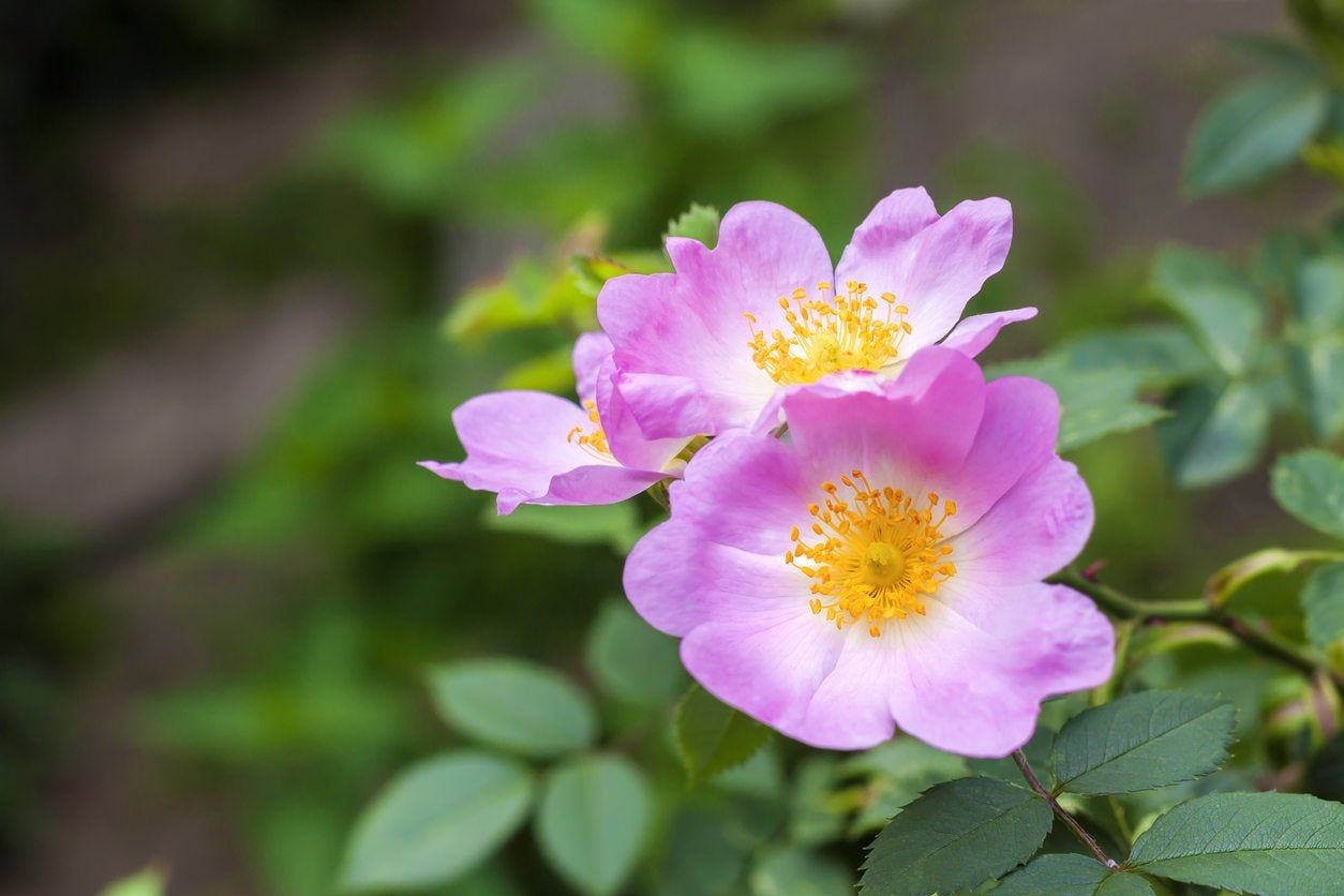 What Is A Dog Rose - Where Do Dog Roses Grow | Gardening Know How