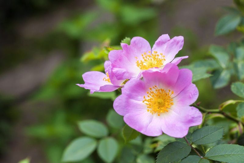 Tips & Information about Roses - Page 5 | Gardening Know How
