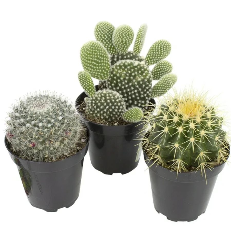 Decorating with Cacti — 5 Ways to Display These Plants | Livingetc