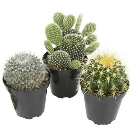Decorating with Cacti — 5 Ways to Display These Plants | Livingetc