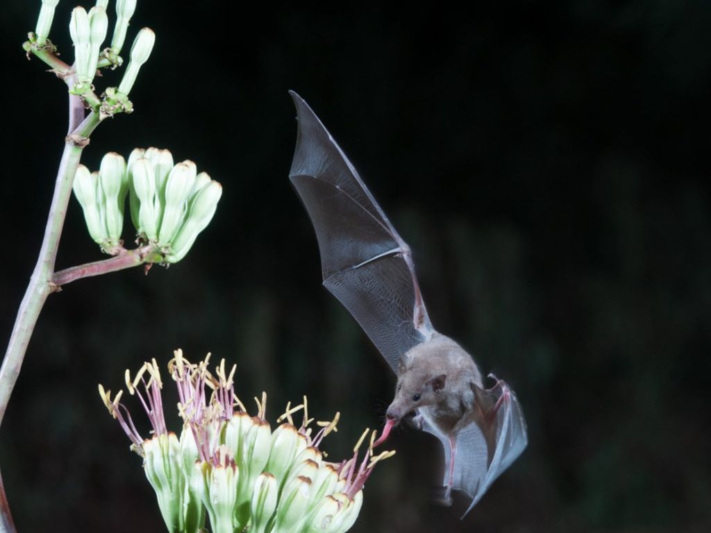 Plants Pollinated By Bats - Lean About Types Of Plants Bats Pollinate | Gardening Know How