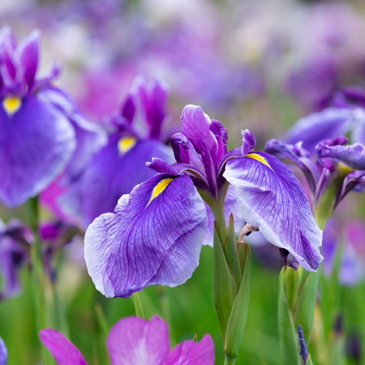When to cut back irises and how to do it the right way | Ideal Home