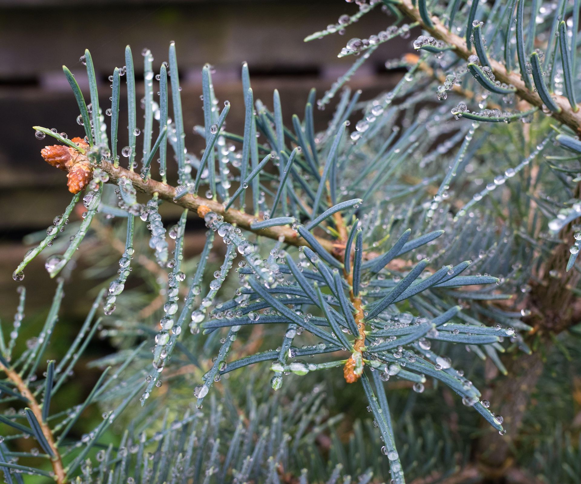 Best Christmas tree varieties - 12 real tree options | Homes and Gardens