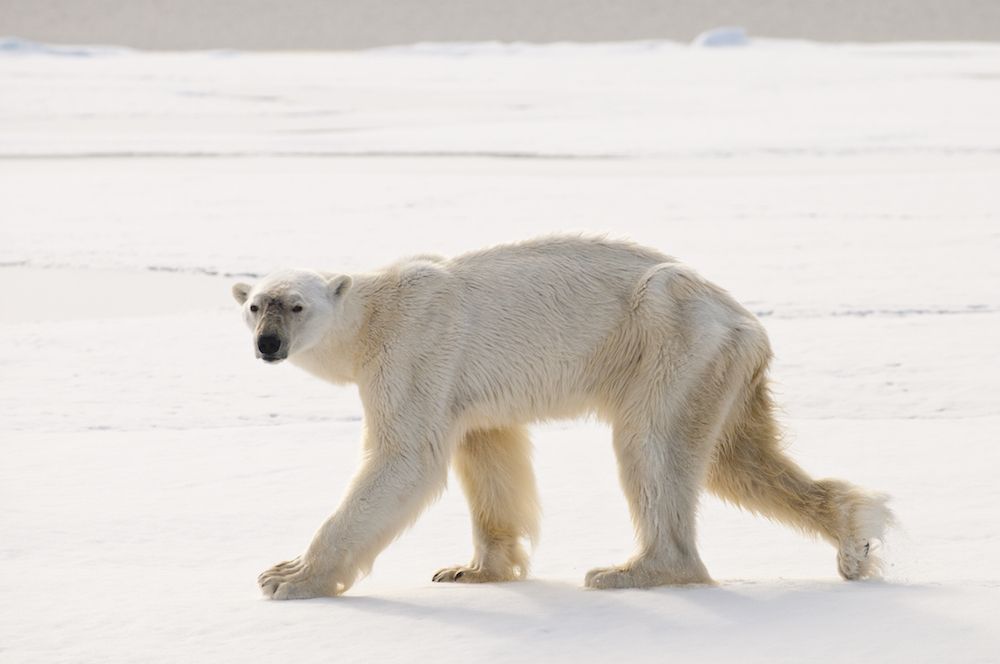Polar Bear Awes With Record Breaking Dive Live Science polar-bear-awes-with-record-breaking-dive-live-science