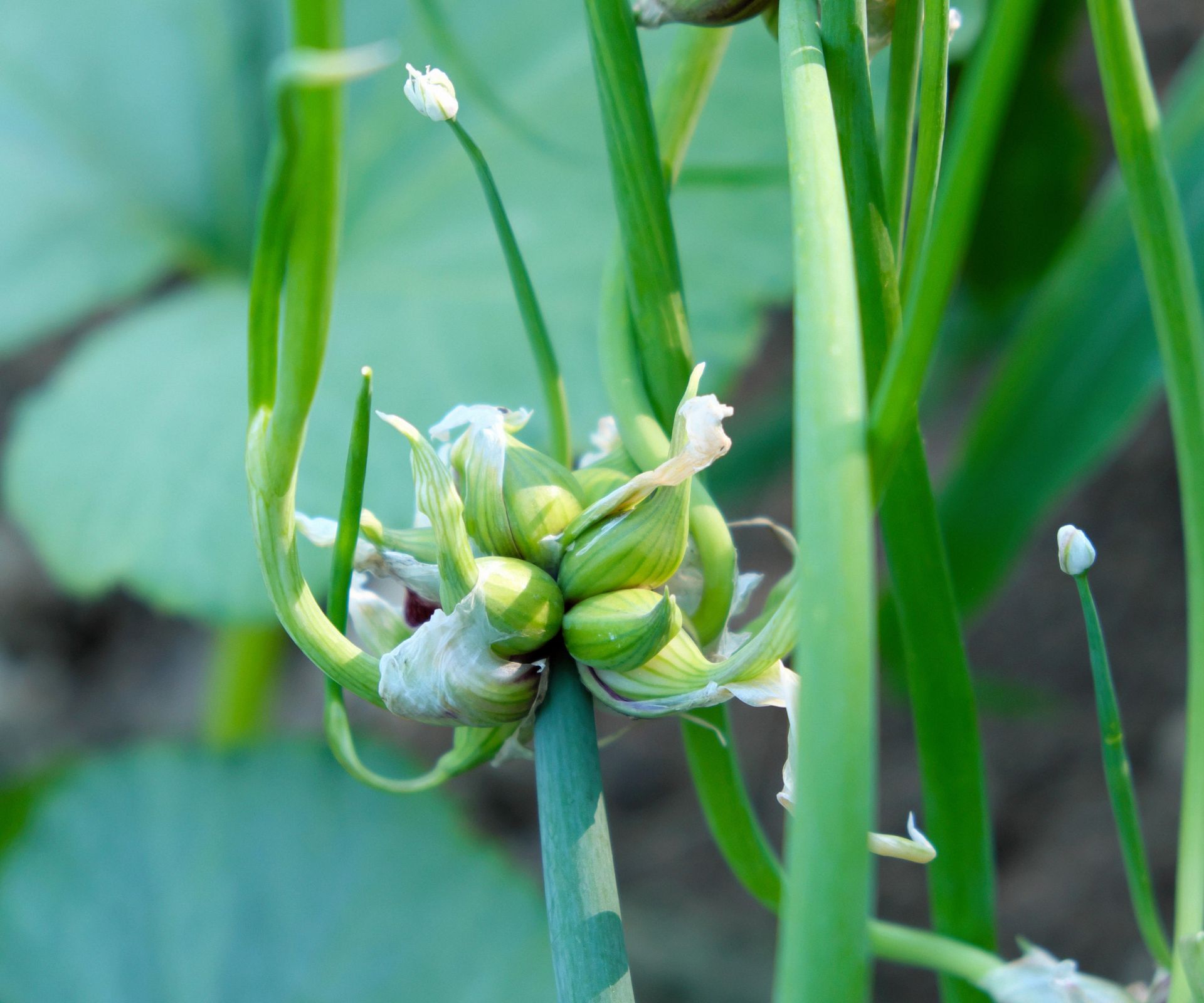 Perennial onions: the alternative to traditional onions | Homes and Gardens