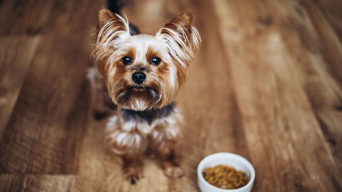 32 ways to keep your pet entertained when you're not there | PetsRadar