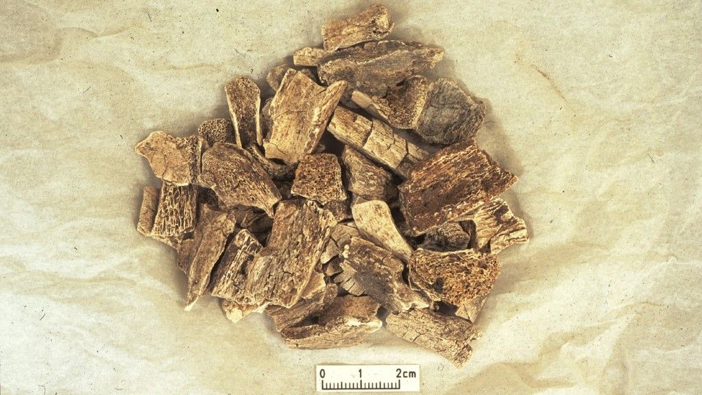 Viking warriors sailed the seas with their pets, bone analysis finds ...