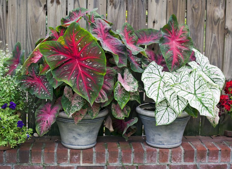 How to Care for Caladiums in Pots — Expert Tips | Livingetc