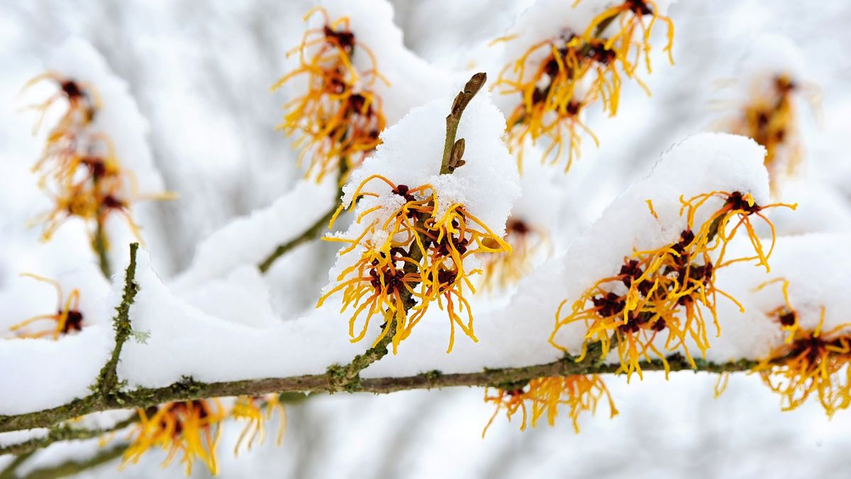 Frost hardy plants: 7 fantastic plants for winter displays | Homes and ...