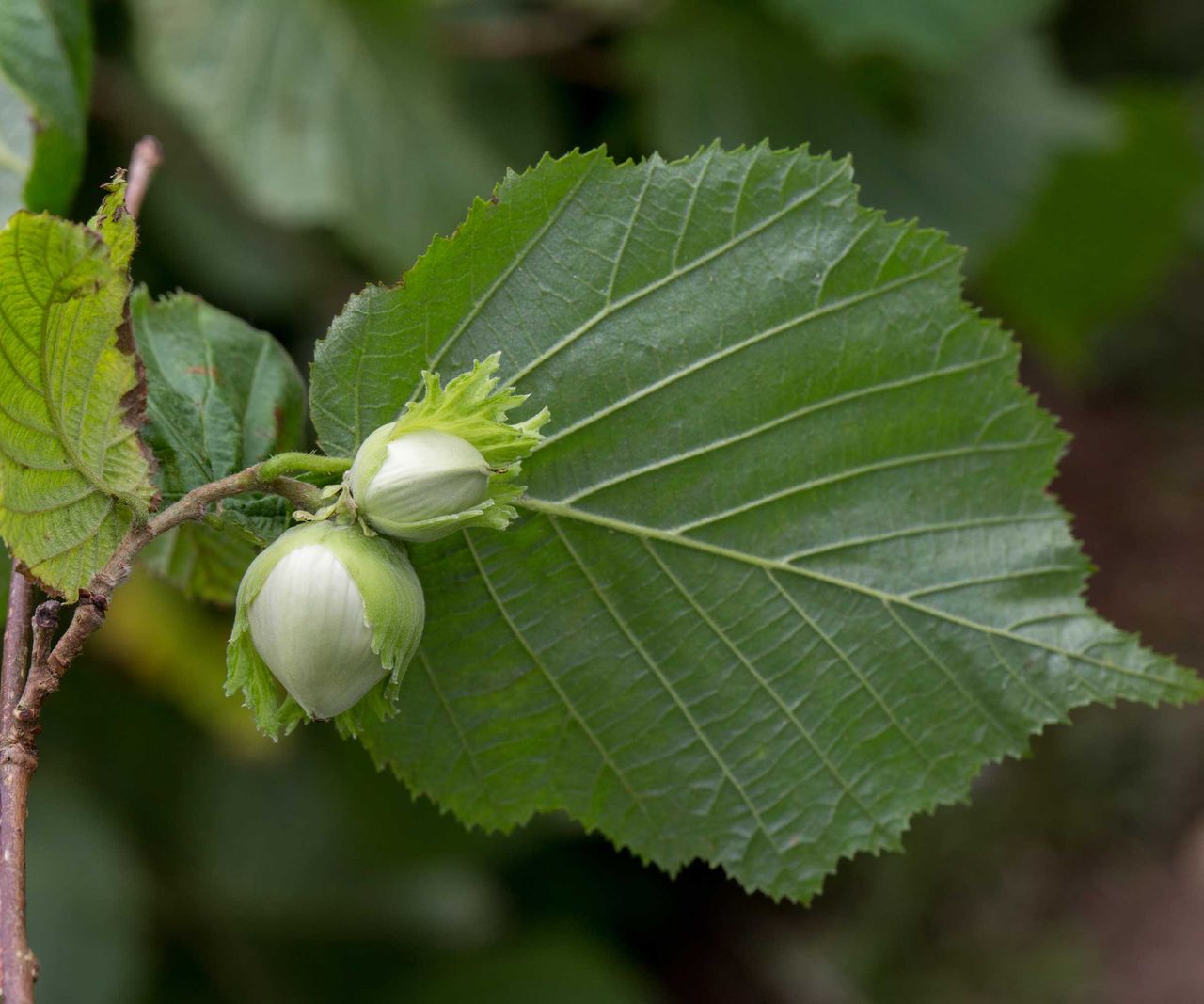 Best hedging plants: 10 choices for beautiful boundaries | Homes and ...