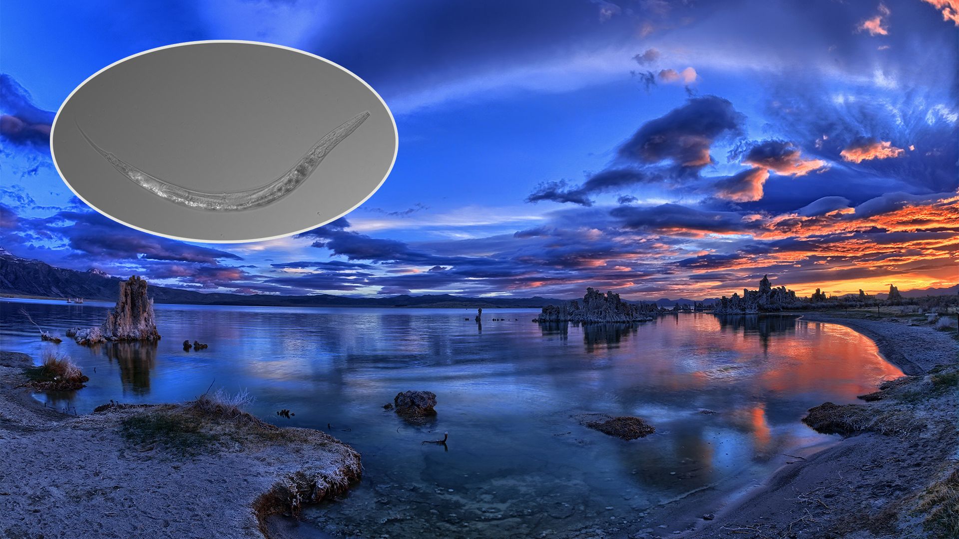 Worms with Three Sexes Thrive in Arsenic-Laced Lake in California ...