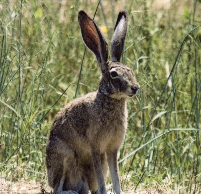Photos: Black-Tailed Jackrabbits, the Curious Creatures of the American ...
