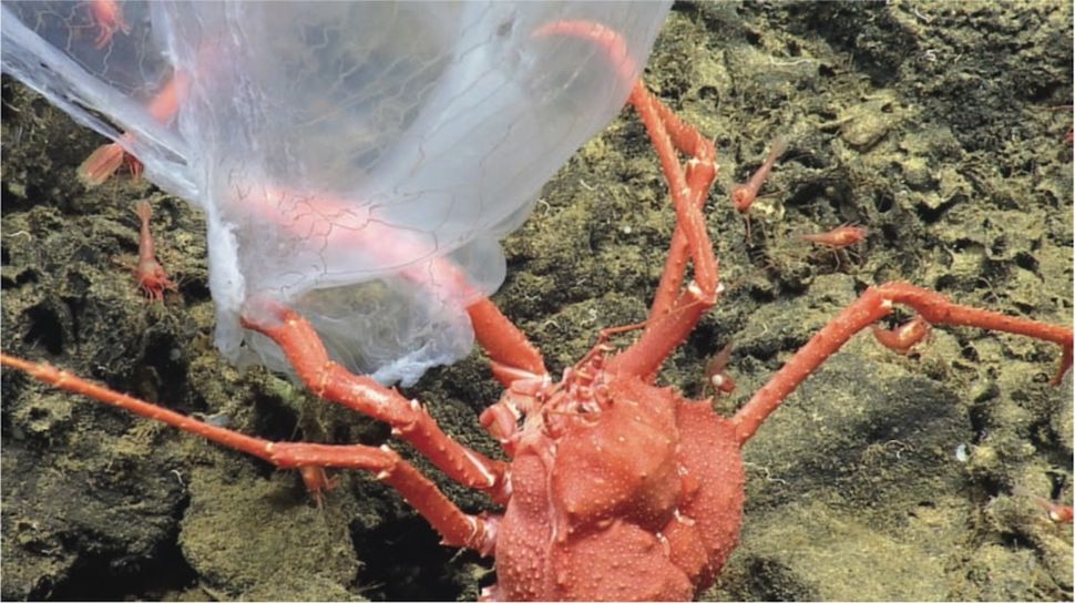 This Mysterious, Deep-Sea Jellyfish Looks Like the Ghost of an Alien ...