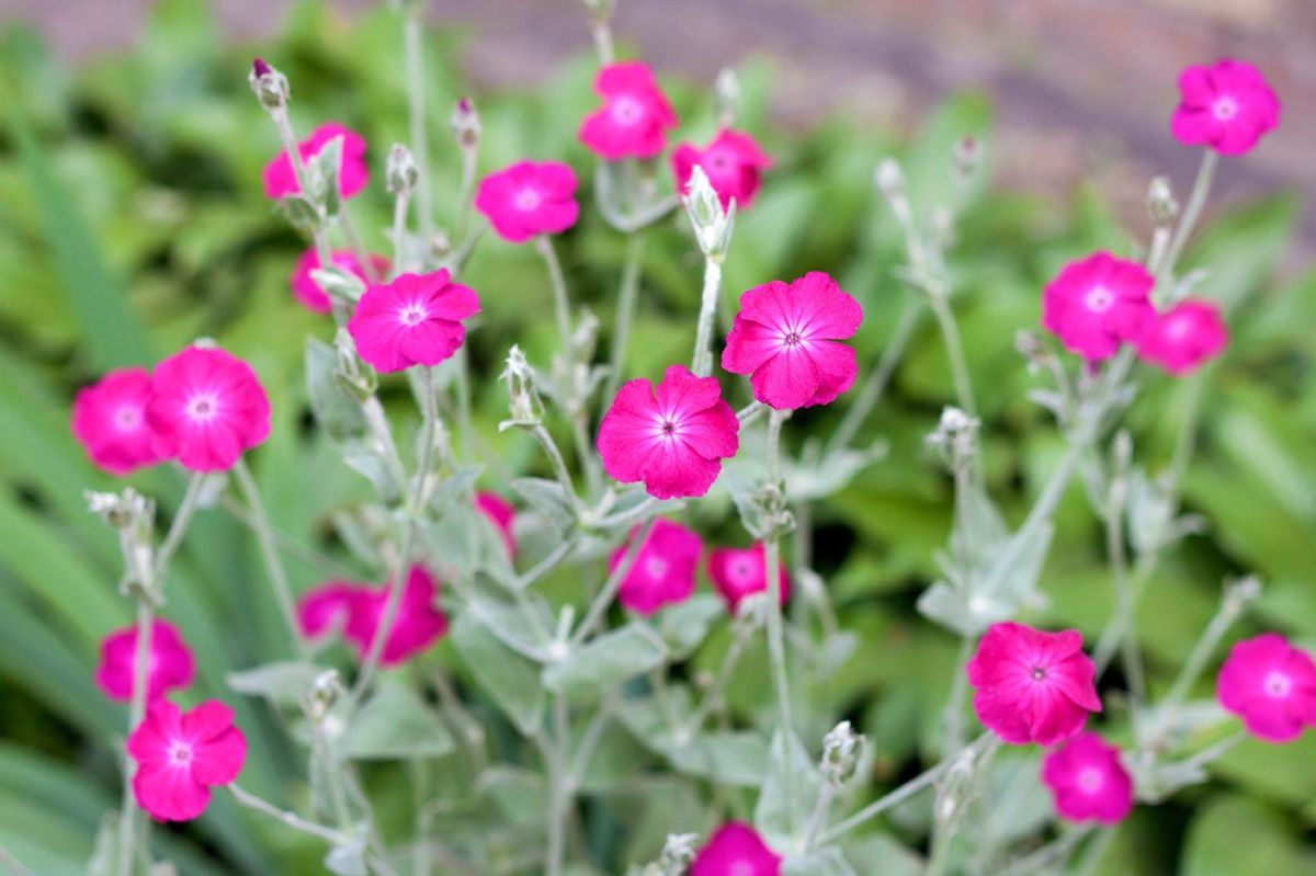 Rose Campion Information - Tips For Growing Rose Campions | Gardening ...