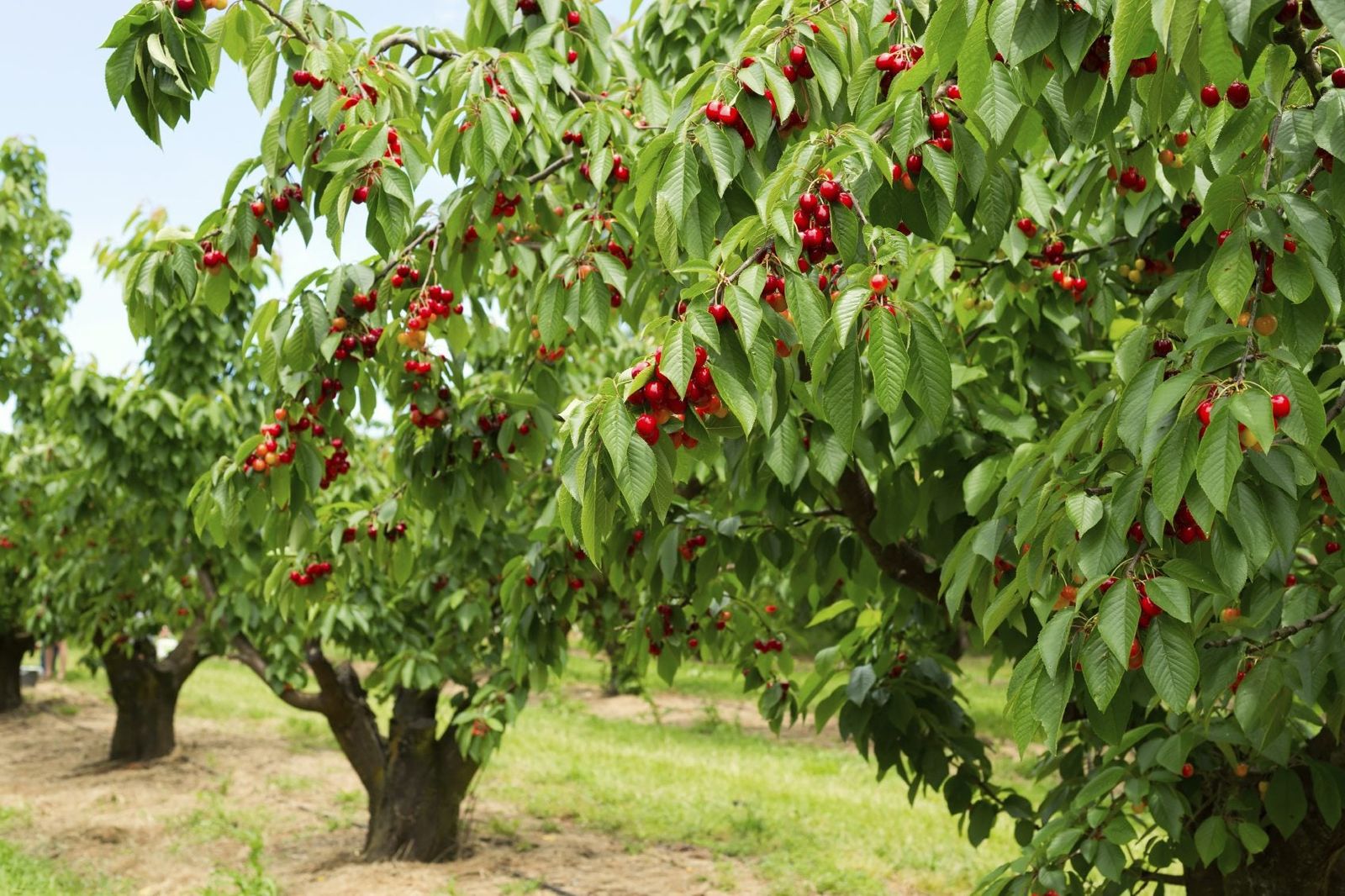 Cherry Tree Types - What Are Some Common Varieties Of Cherry Trees ...